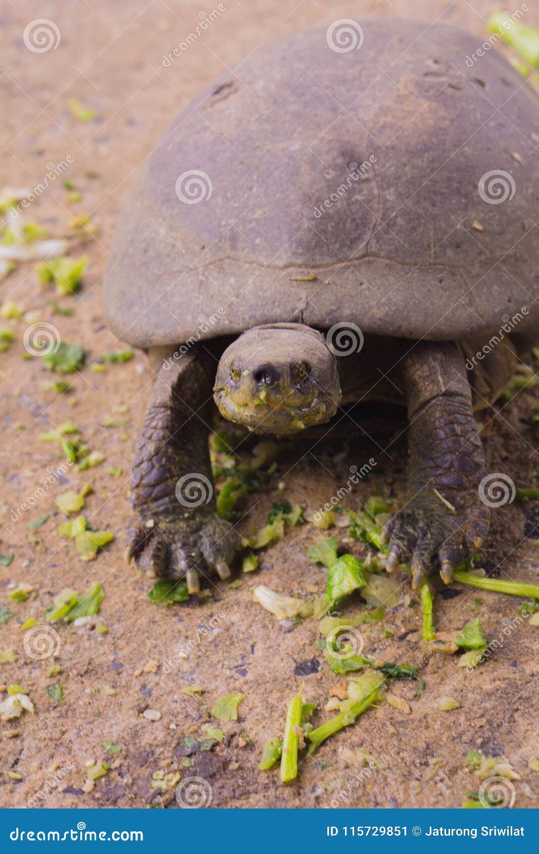 Small Turtles are Looking at the Camera. Stock Image - Image of ...