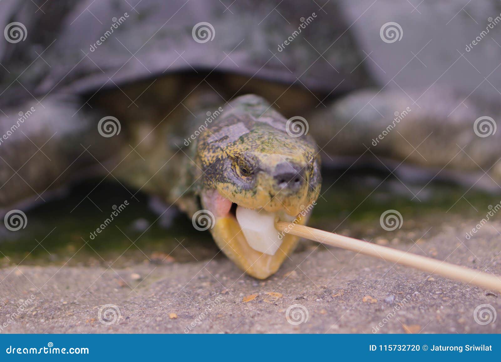 Small Turtles are Looking at the Camera. Stock Photo - Image of outdoor ...