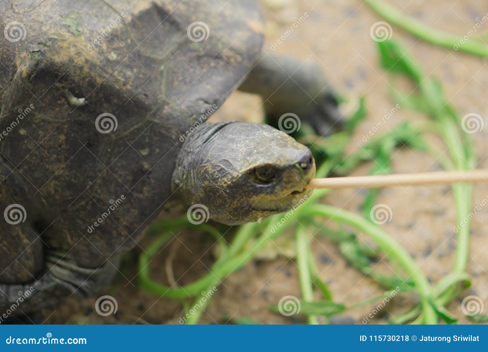 Small Turtles are Looking at the Camera. Stock Photo - Image of ...