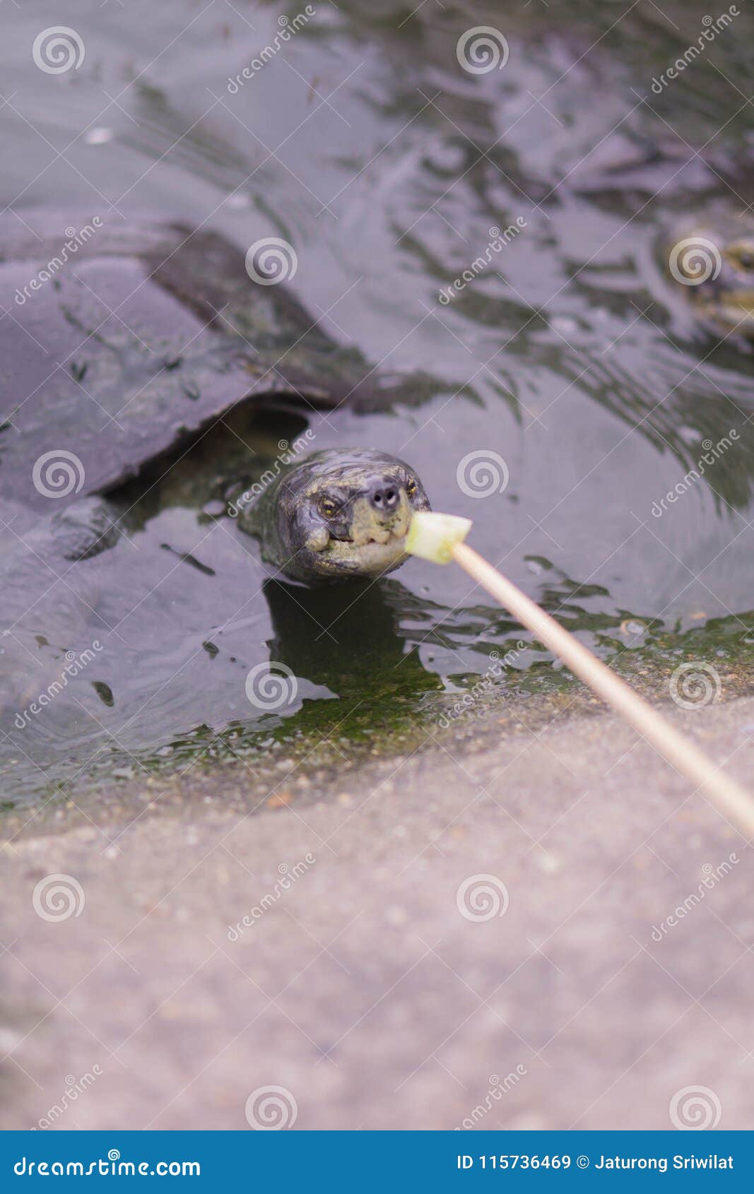 Small Turtles are Looking at the Camera. Stock Image - Image of small ...