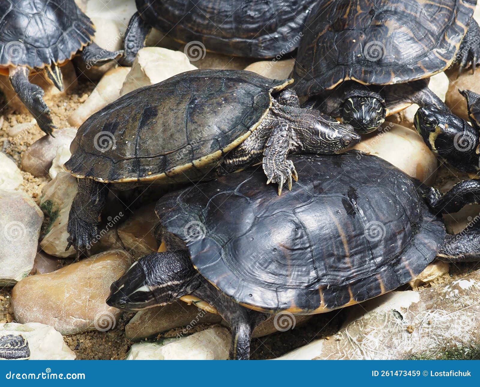 Small Turtles Resting on Rocks in the Sun Stock Image - Image of rock ...