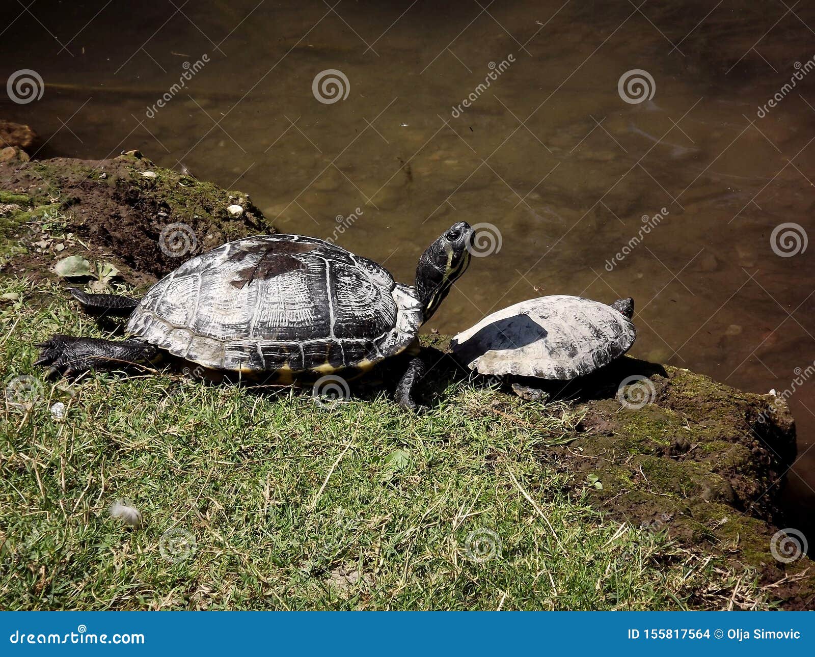 Turtles by the river stock photo. Image of small, nature - 155817564