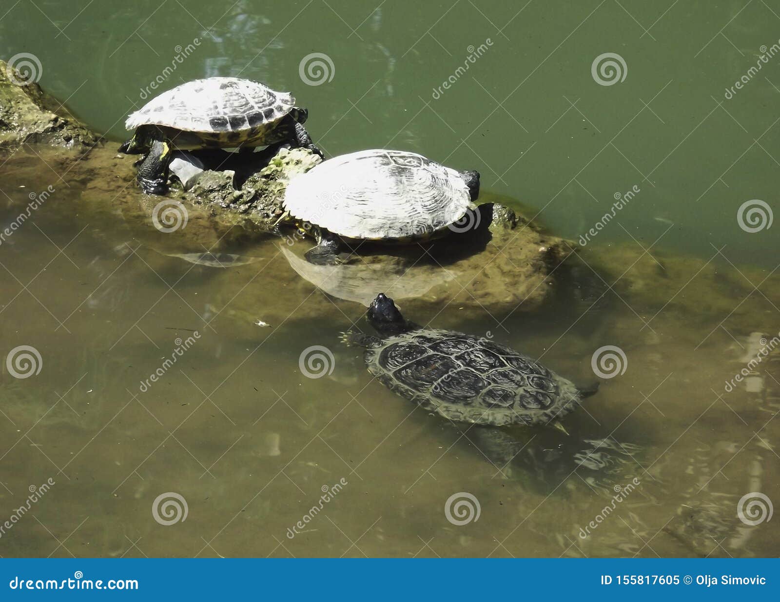 Turtles by the river stock image. Image of green, color - 155817605