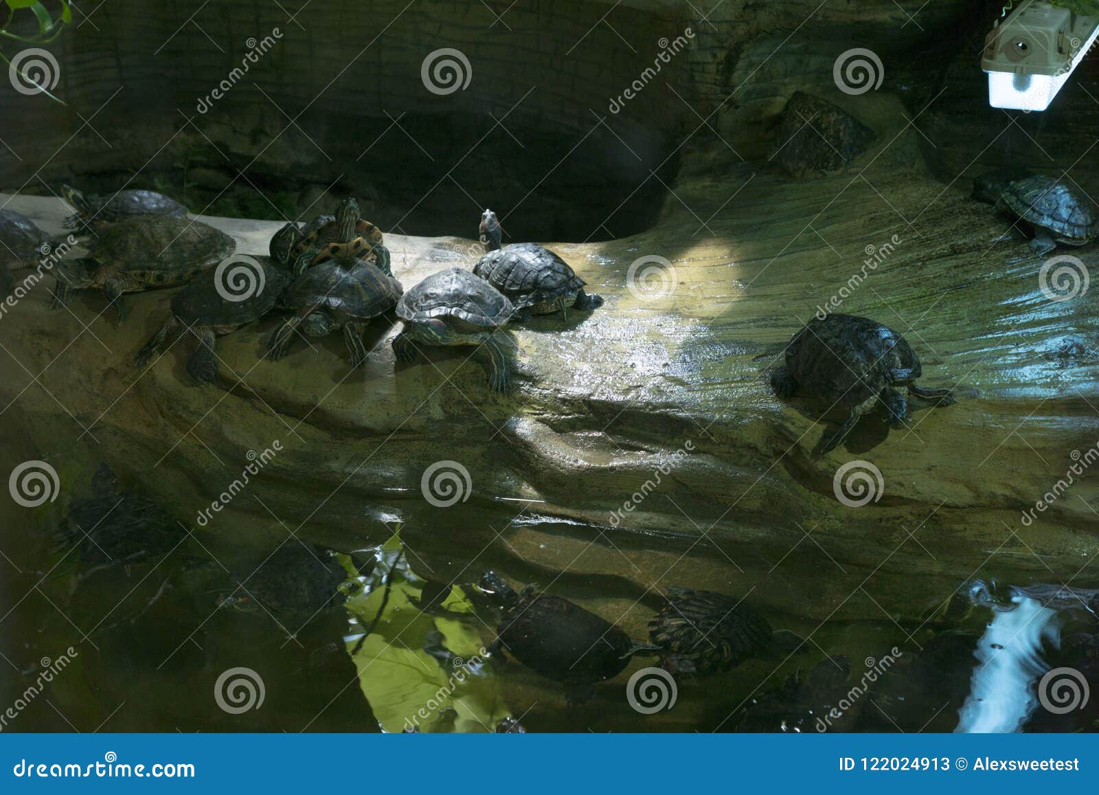 Small turtles stock image. Image of beautiful, orbicularis - 122024913