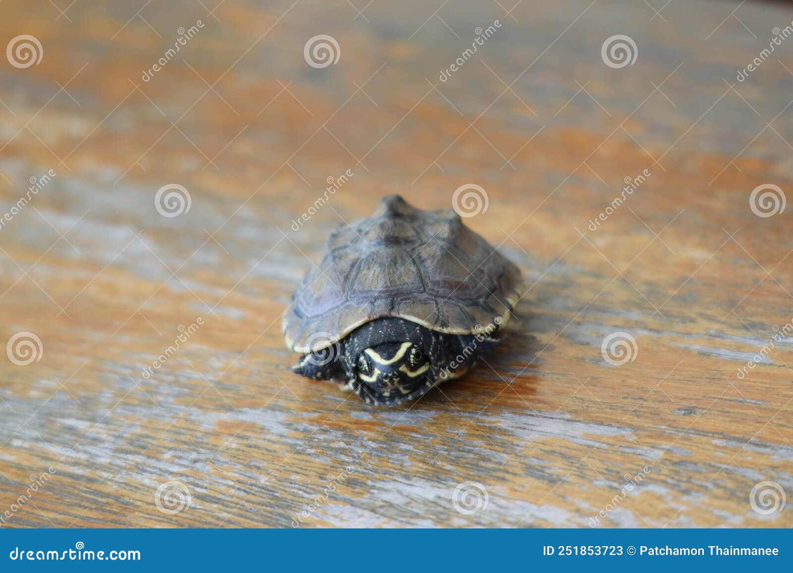 Small Turtles, Tortoises, are Amphibians. Stock Image - Image of ...