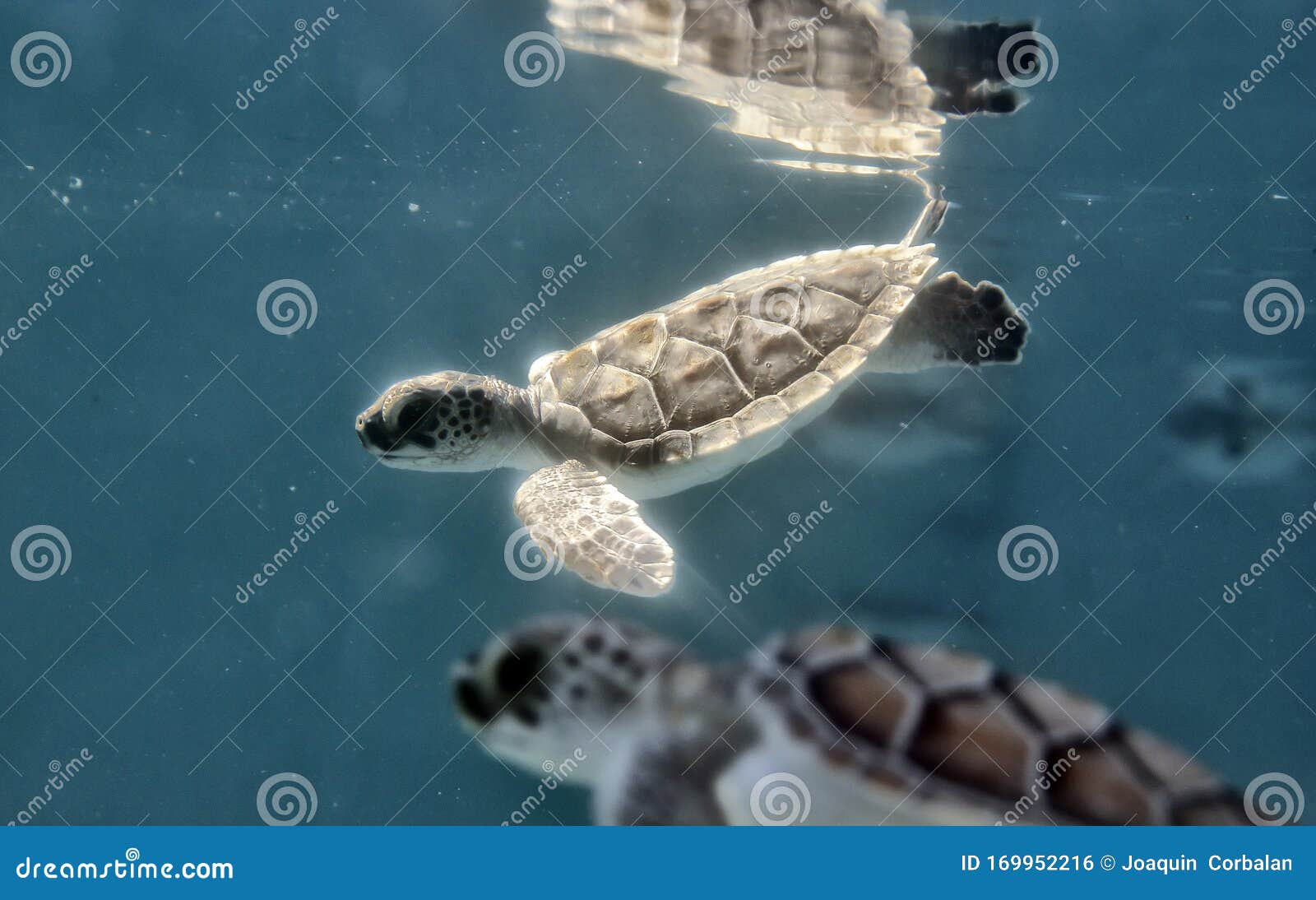 Small turtles in the water stock photo. Image of aquarium - 169952216
