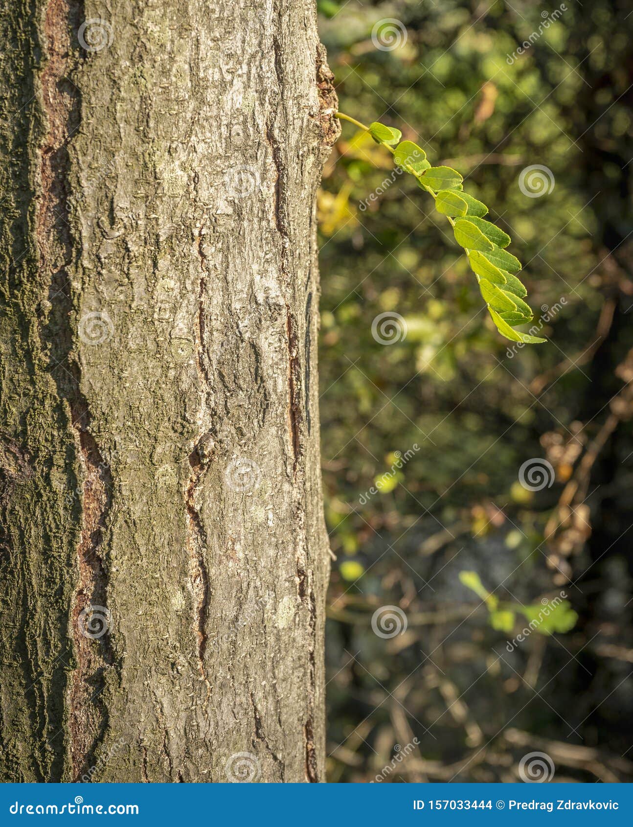 A small twig that grows stock photo. Image of east, leaves - 157033444