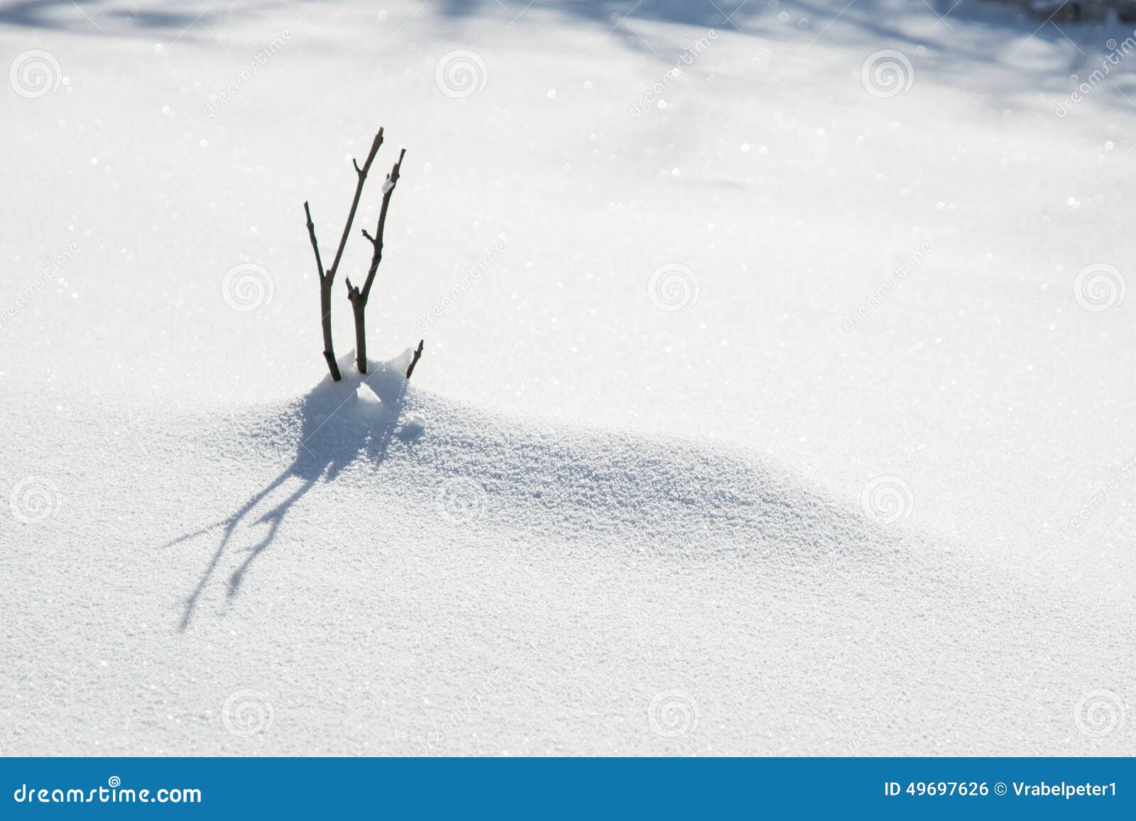 Small Twig in the Snow with Shadow Stock Photo - Image of flora, land ...
