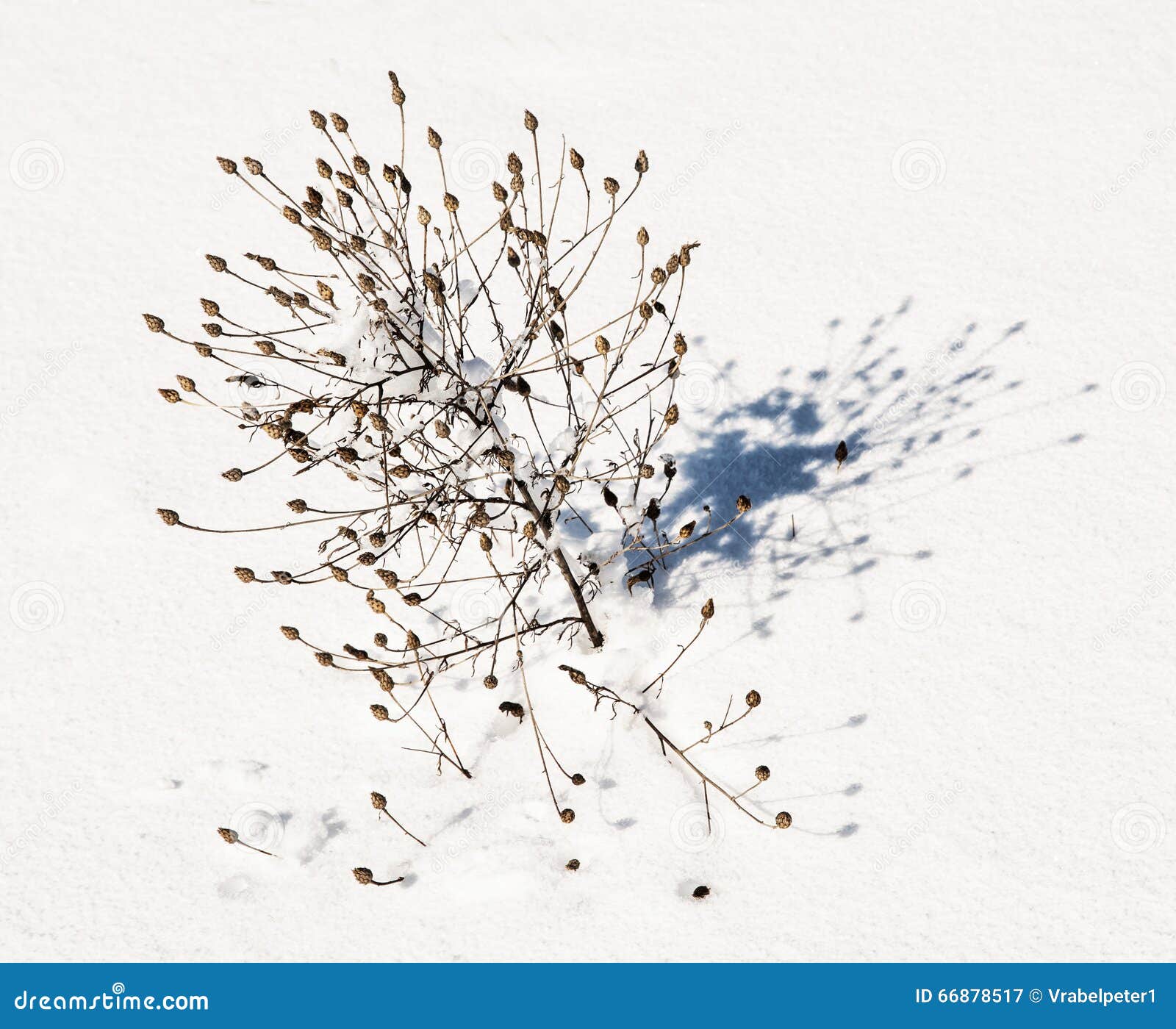Small Twig in the White Snow with Shadow Stock Image - Image of ...