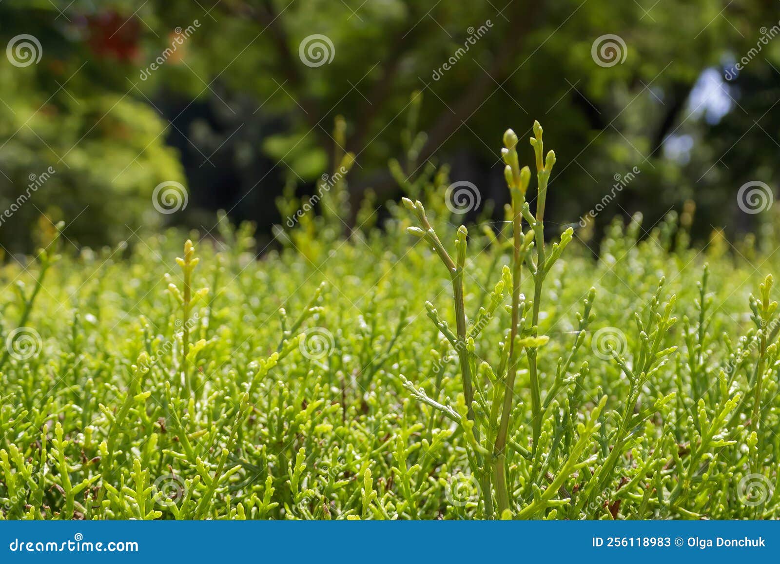 Small twigs on cedar shrub stock image. Image of blur - 256118983