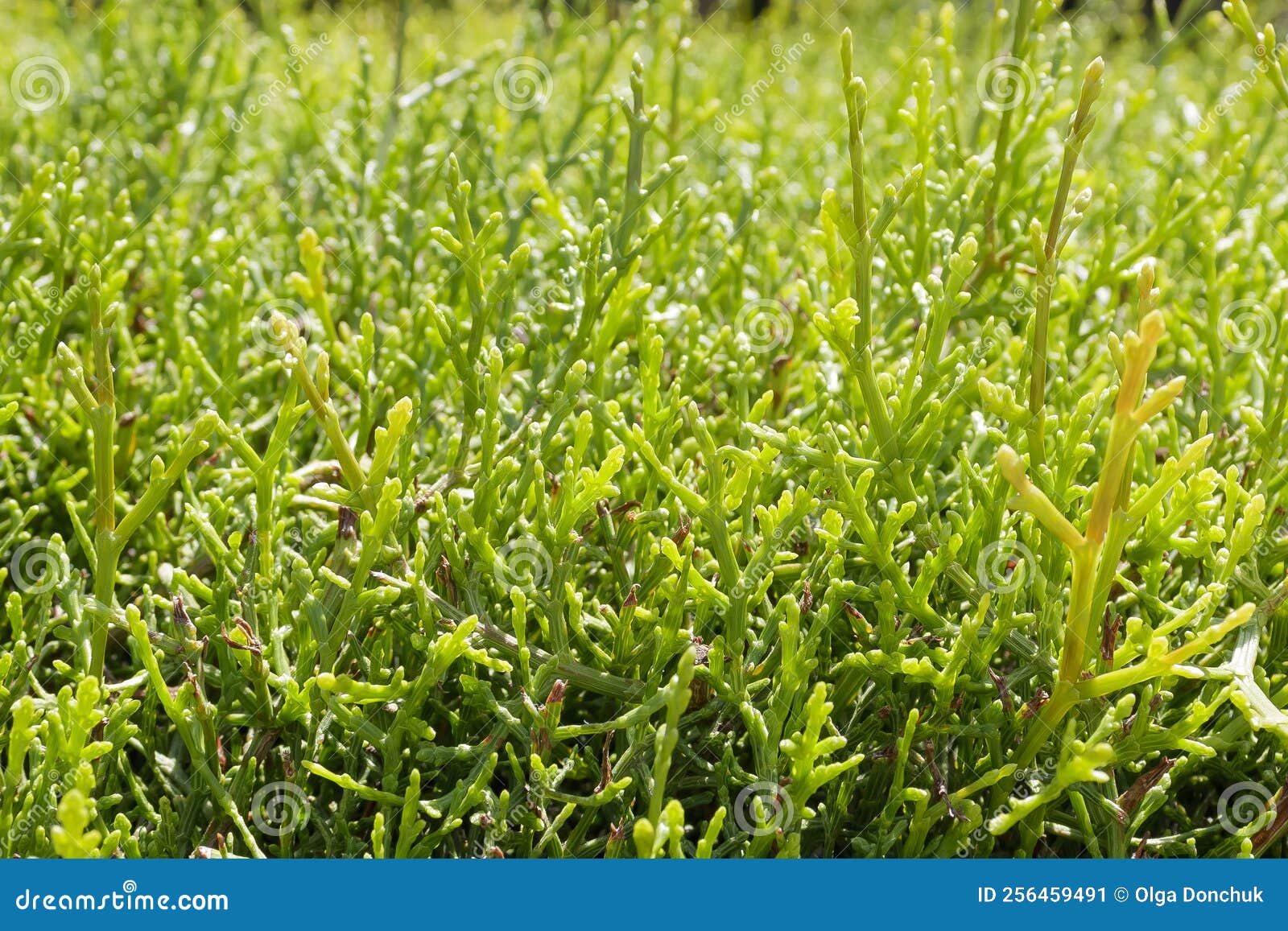 Small twigs on cedar shrub stock image. Image of cedar - 256459491