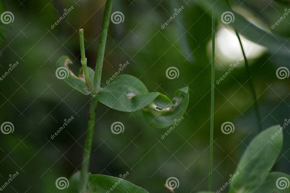 Small Twisted Leaf of a Plant Stock Photo - Image of invertebrate ...