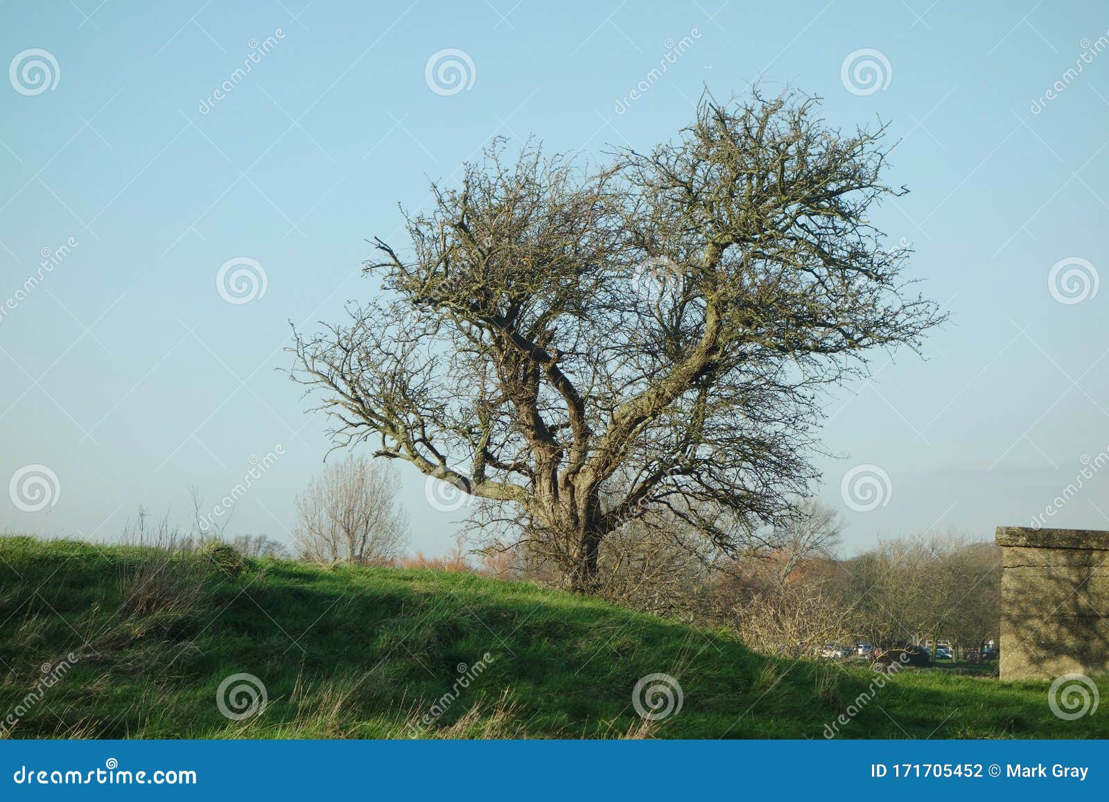 Small Twisted Tree stock photo. Image of tree, weathered - 171705452