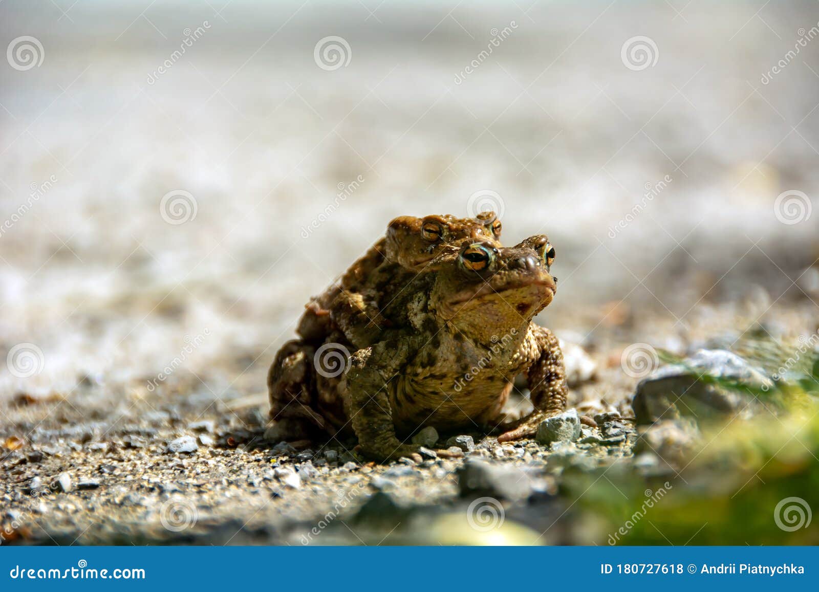 Two Frogs, One Riding on the Other Stock Photo - Image of environment ...