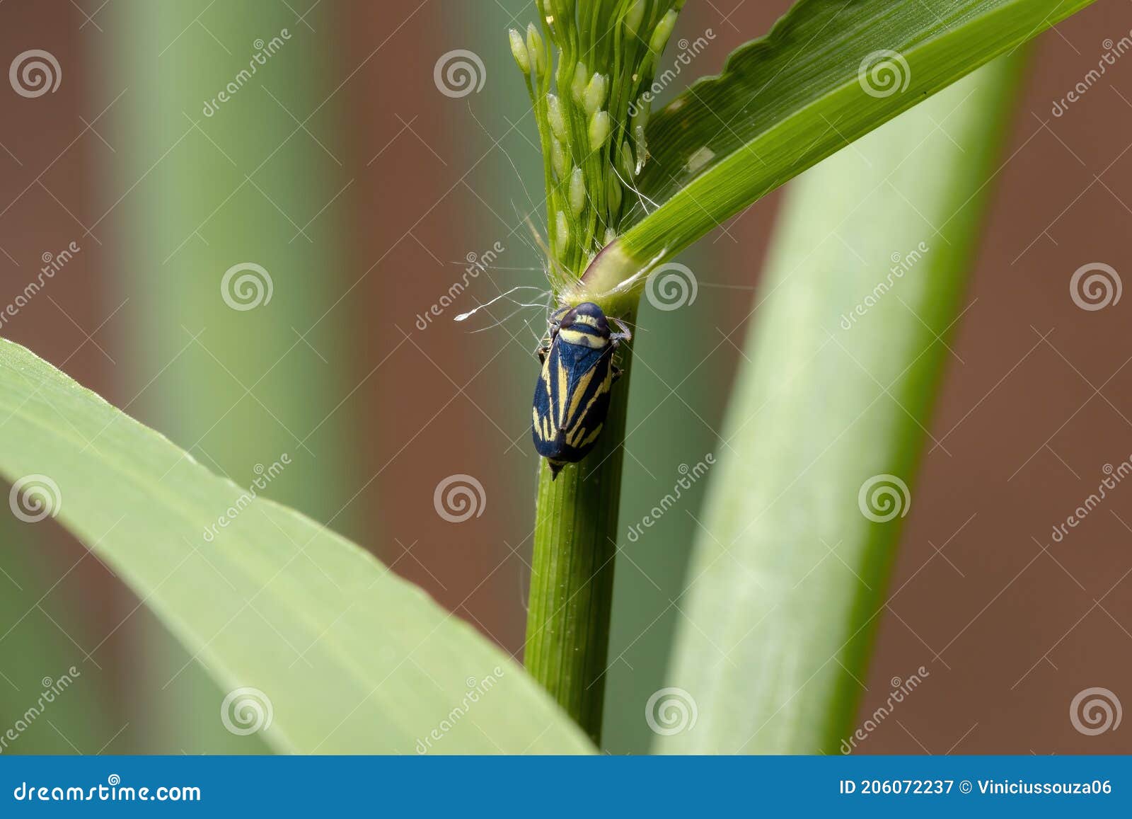 Small Typical Leafhopper stock image. Image of animal - 206072237