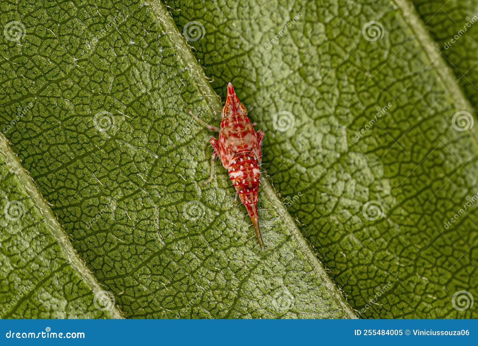 Small Typical Leafhopper Nymph Stock Image - Image of wildlife ...