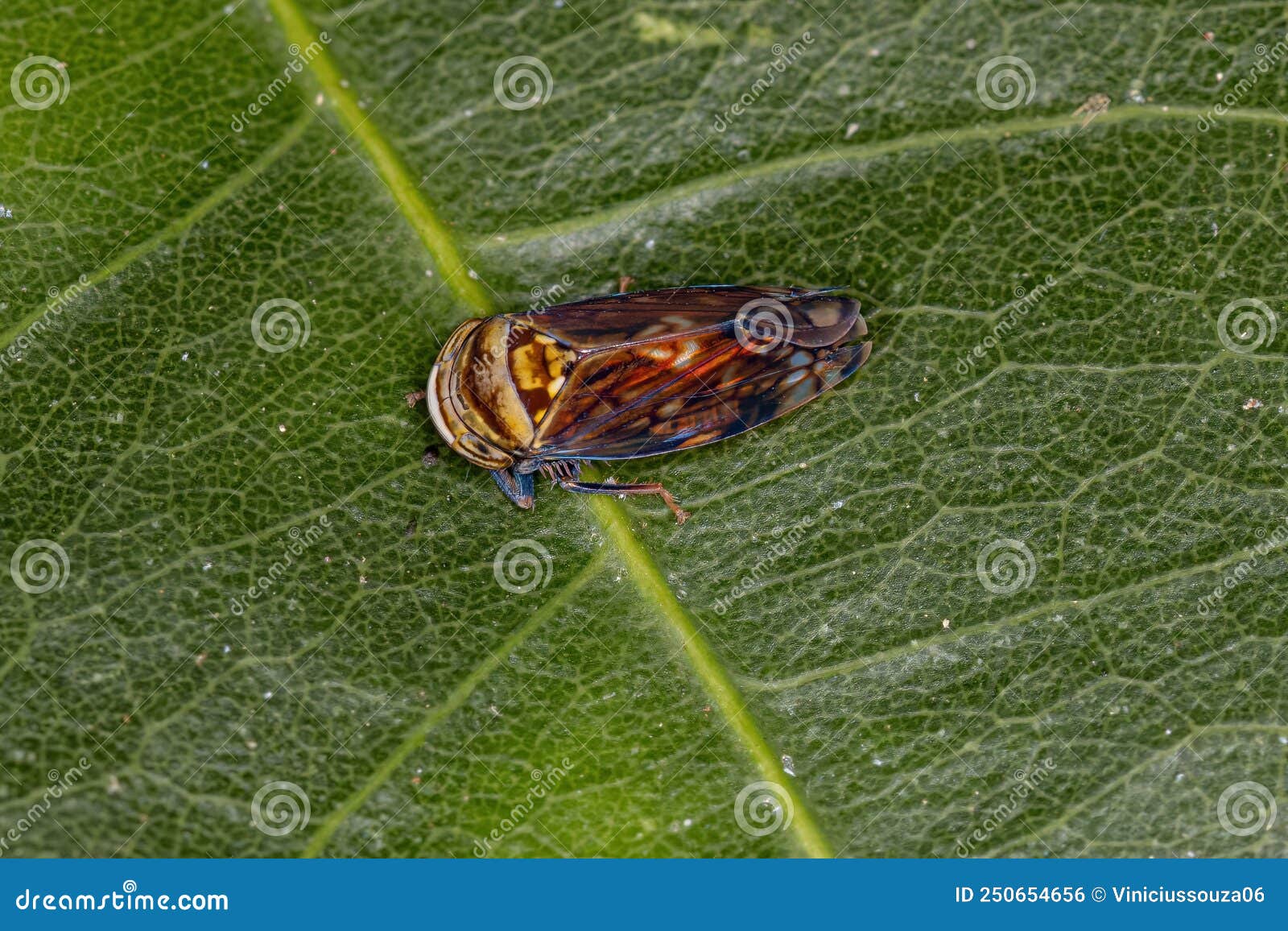 Small Typical Leafhopper stock photo. Image of plant - 250654656