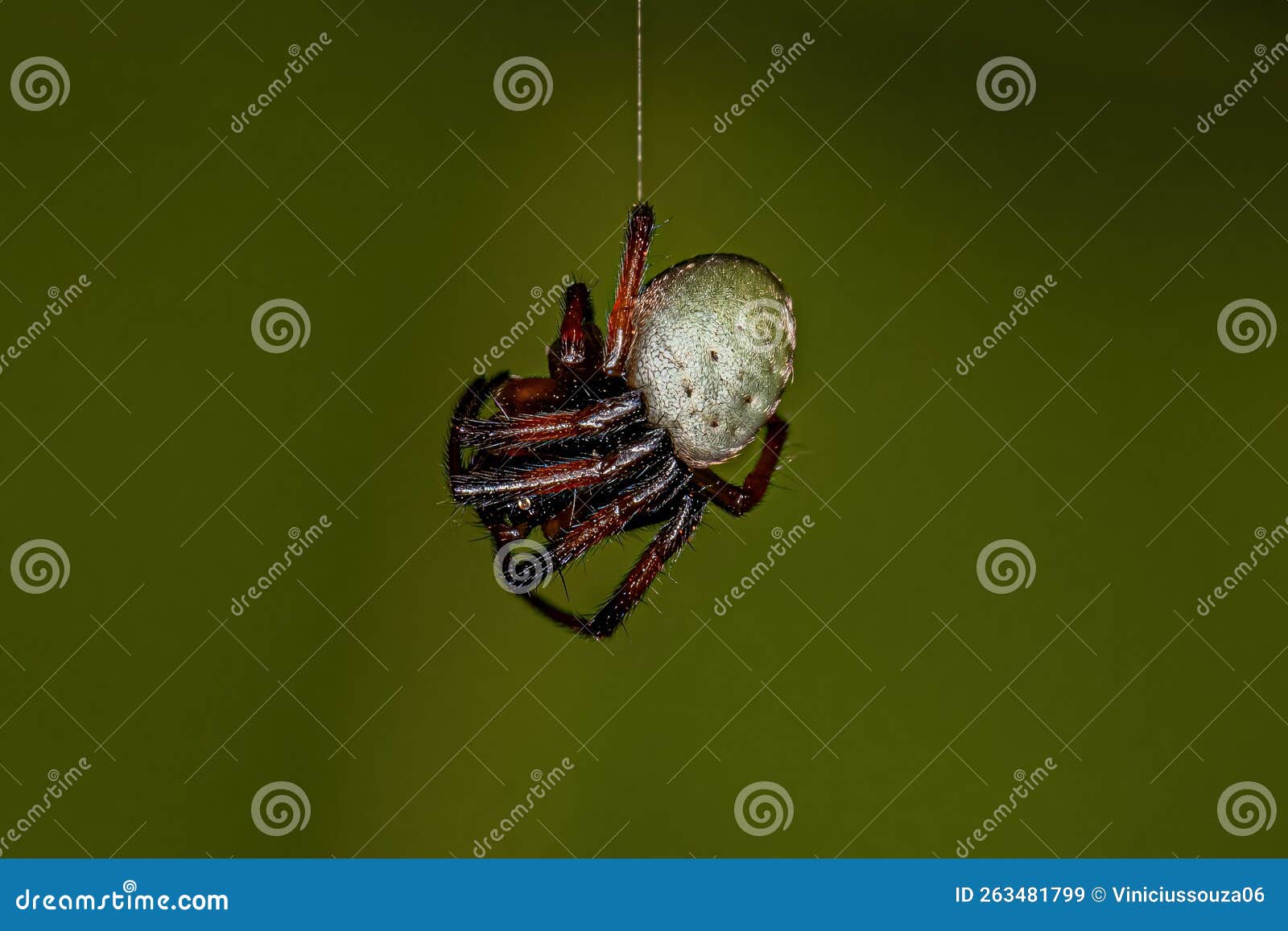 Small Typical Orbweaver stock image. Image of arachnoidea - 263481799