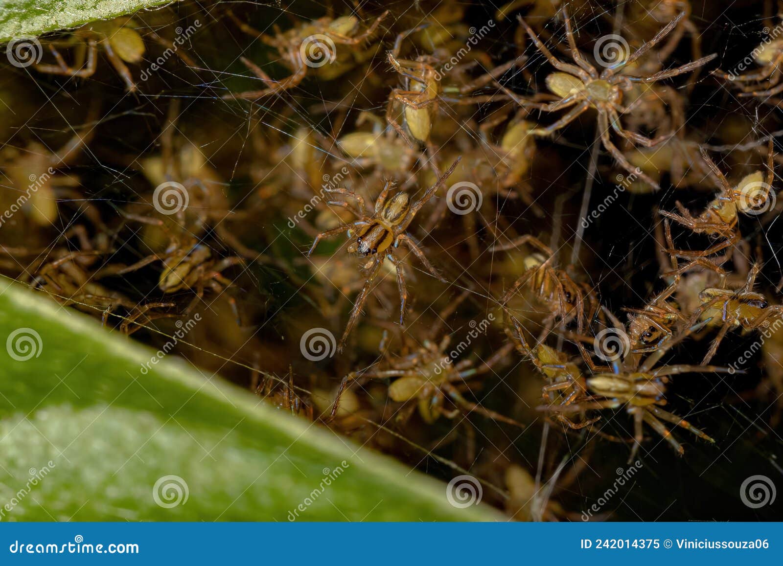 Small Typical Orbweavers stock image. Image of arachnid - 242014375