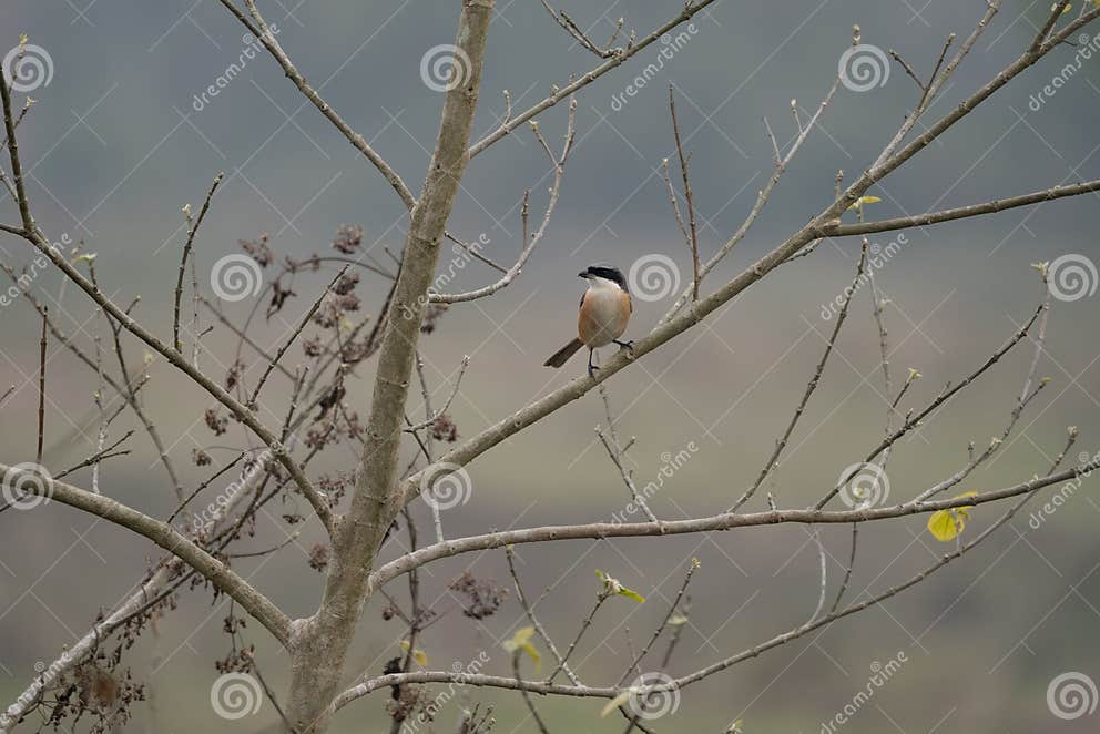 Small Typical Shrike on a Branch Stock Image - Image of wild ...