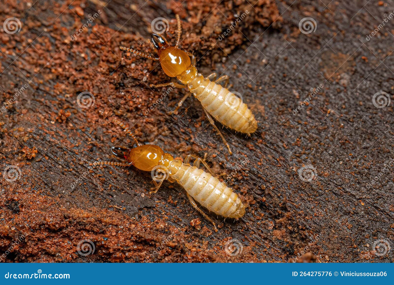 Small Typical Termite Insect Stock Photo - Image of natural ...