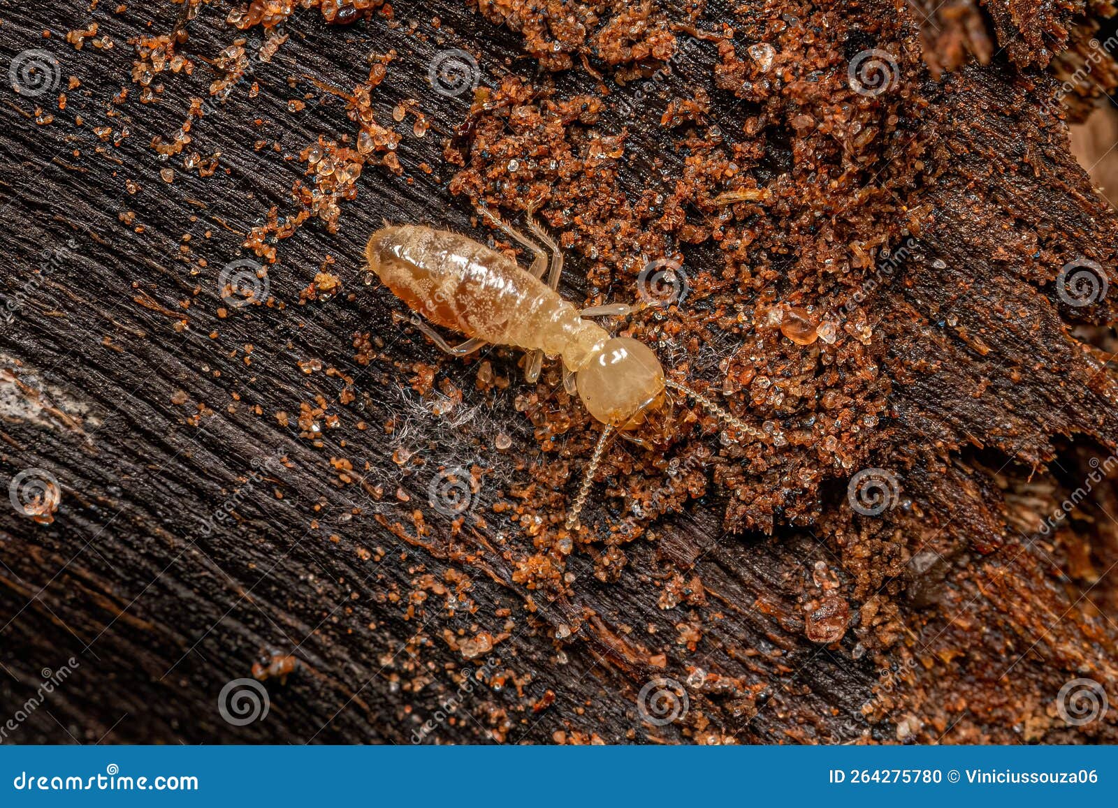 Small Typical Termite Insect Stock Photo - Image of termitidae ...