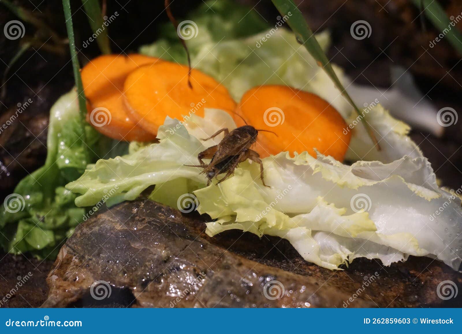 Small Ugly Cockroach Sitting on Food Stock Image - Image of common ...