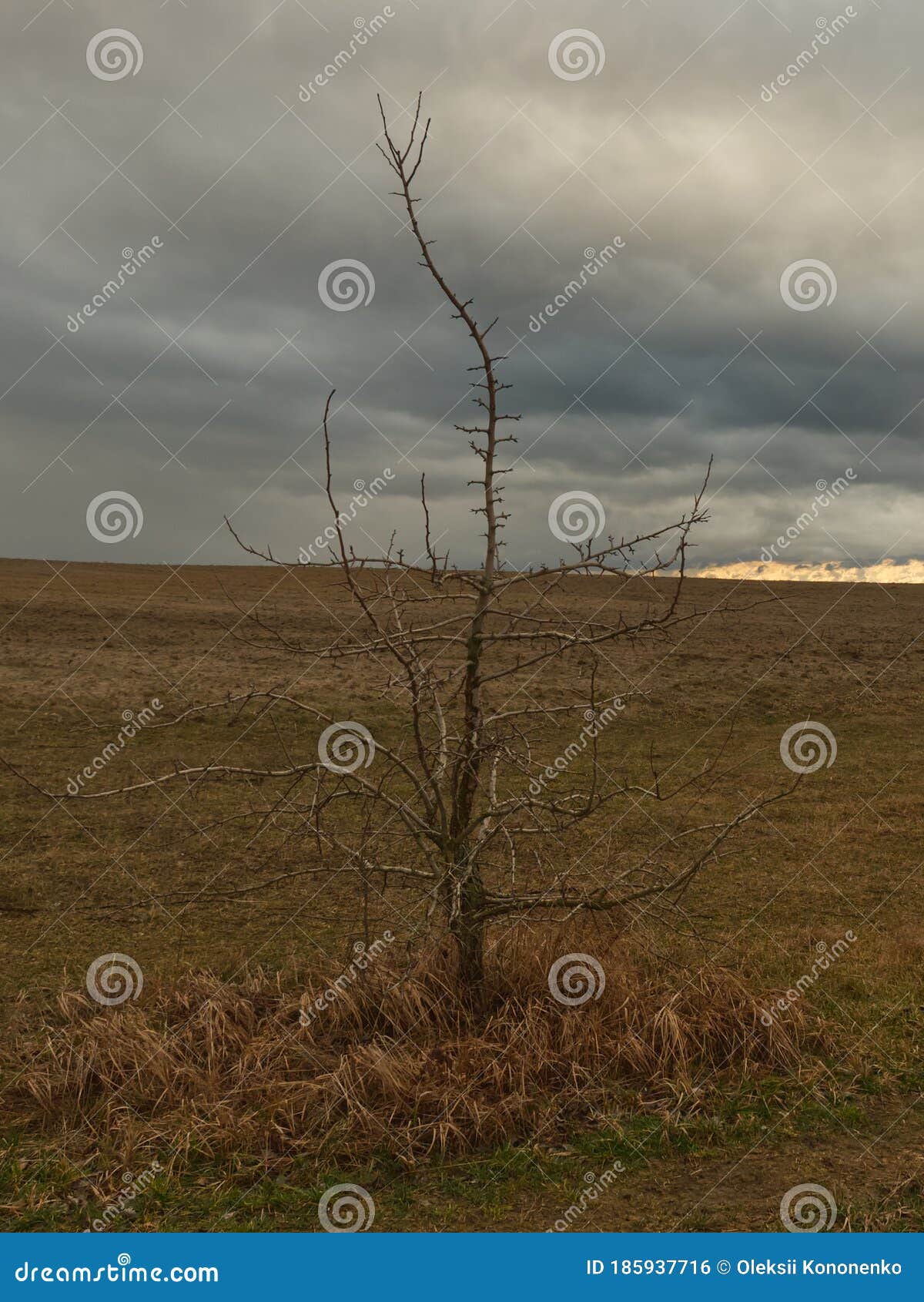 Ugly Tree Stock Photography | CartoonDealer.com #48240848