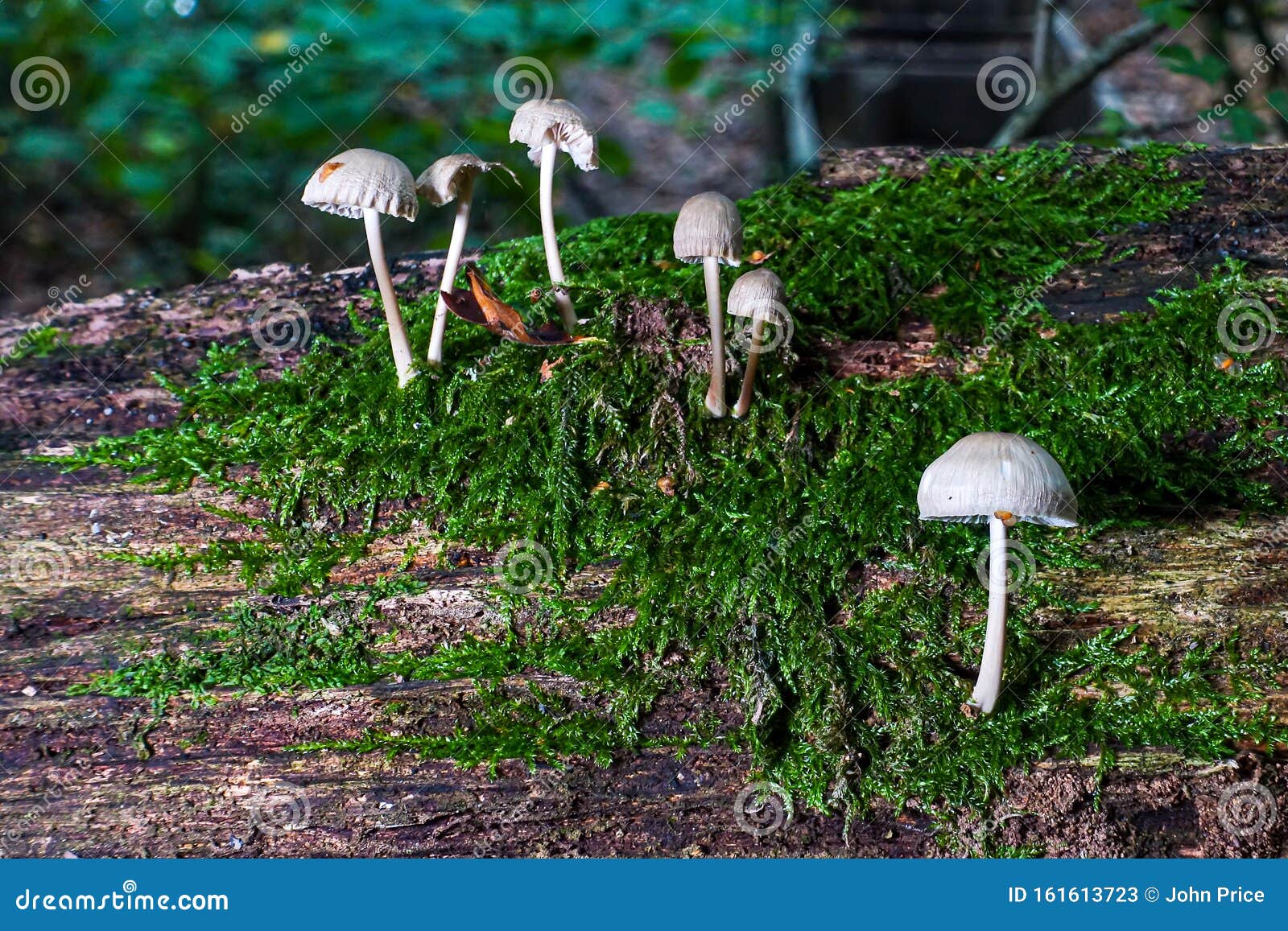 Small Umbrella Shaped Toadstool Growing on a Moss Covered Log Stock ...