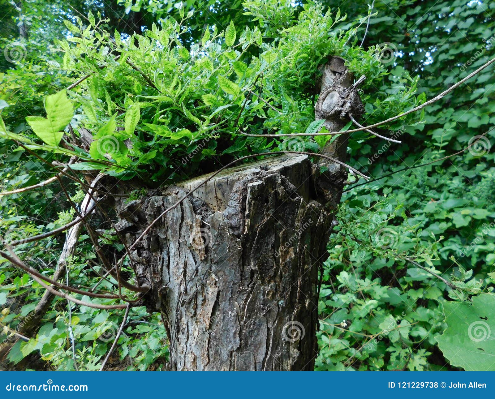 Tree Stump stock photo. Image of leaves, small, plant - 121229738