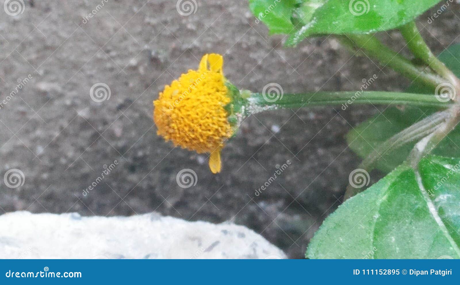 Small unnoticed flower stock image. Image of small, unnoticed - 111152895