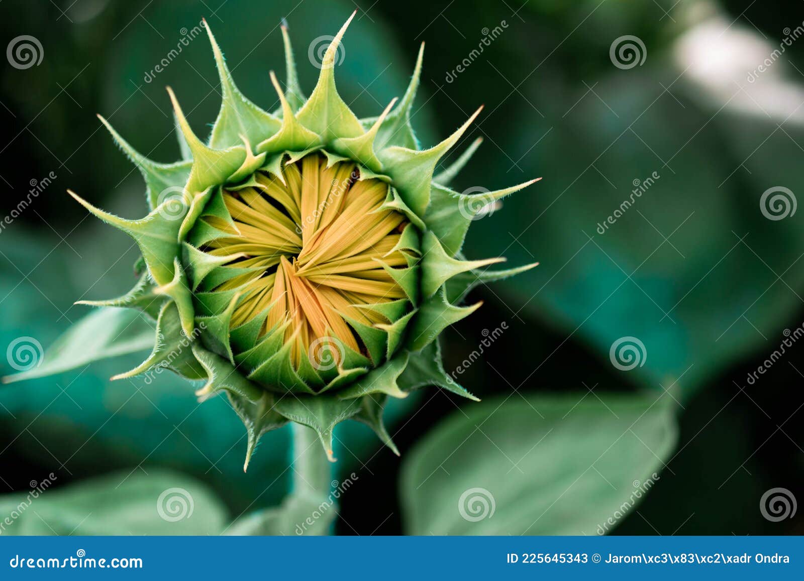Small unopened sunflower stock image. Image of yellow - 225645343