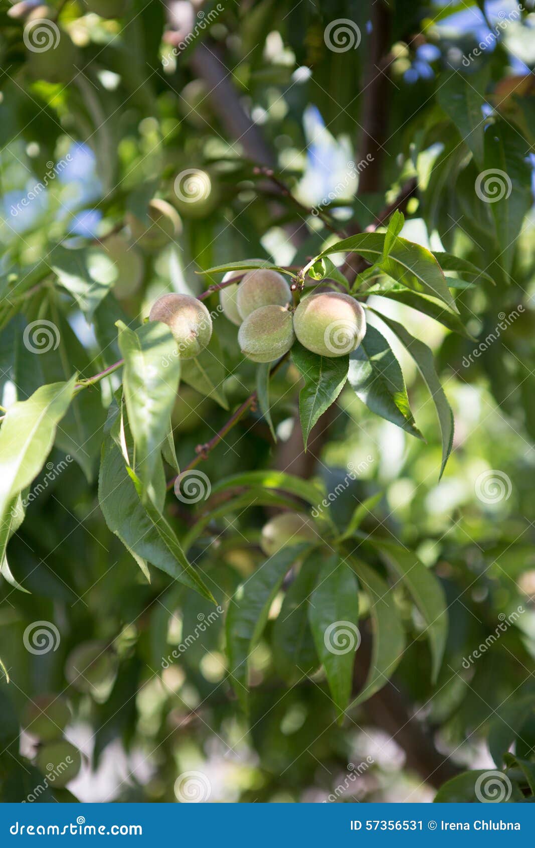 Small Unripe Green Peach on the Tree in an Orchard Stock Image - Image ...