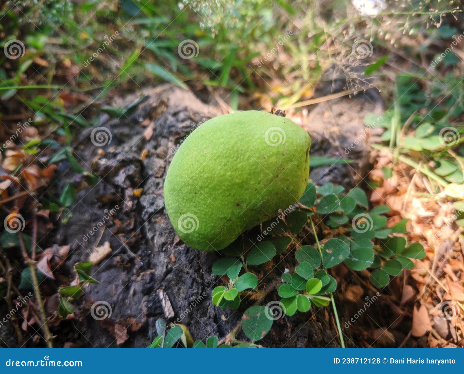 A Small Unripe Mango Falls from a Tree in a Garden Stock Photo - Image ...