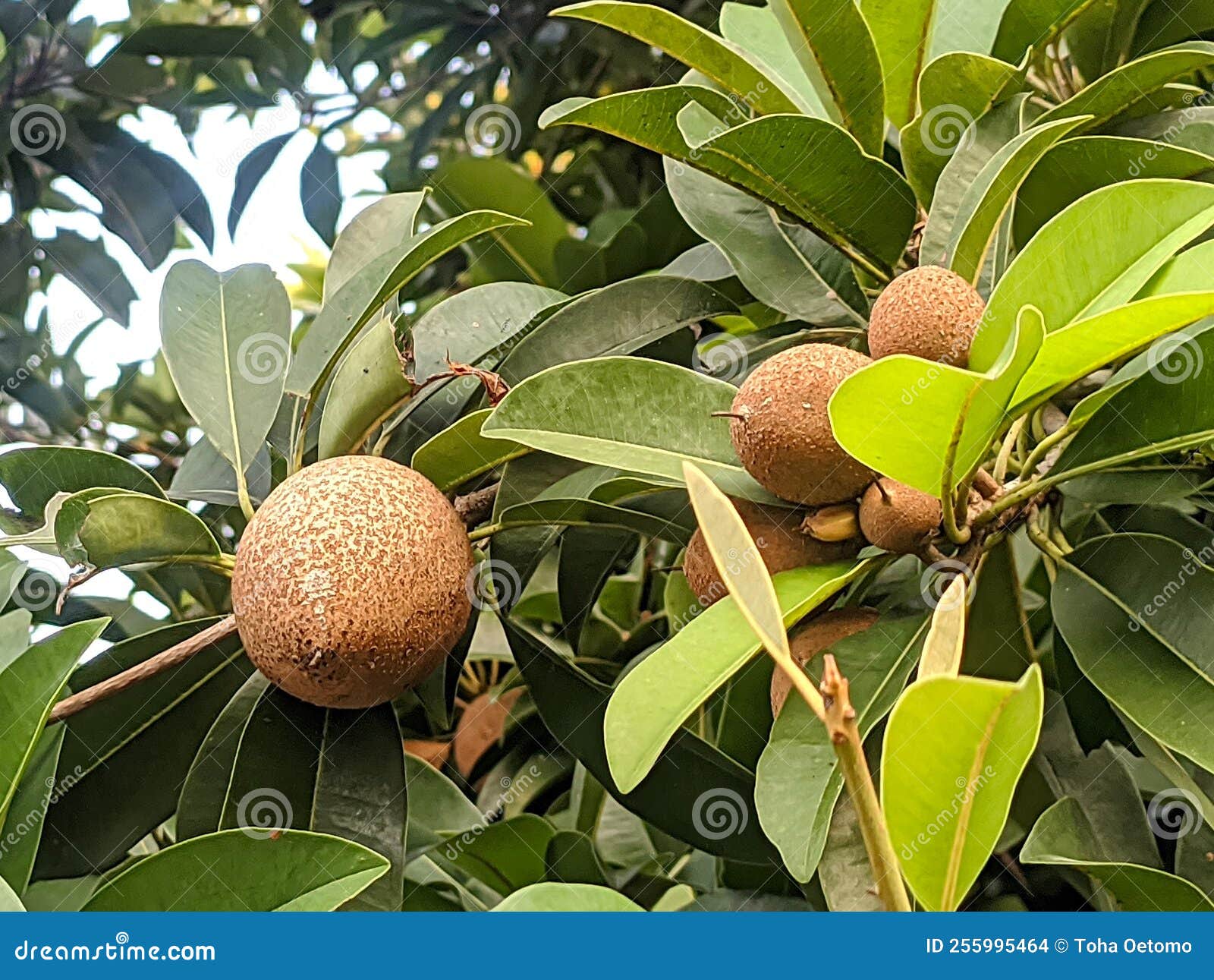 Small Unripe Sapodilla Fruit Stock Photo - Image of sapodilla, fruit ...