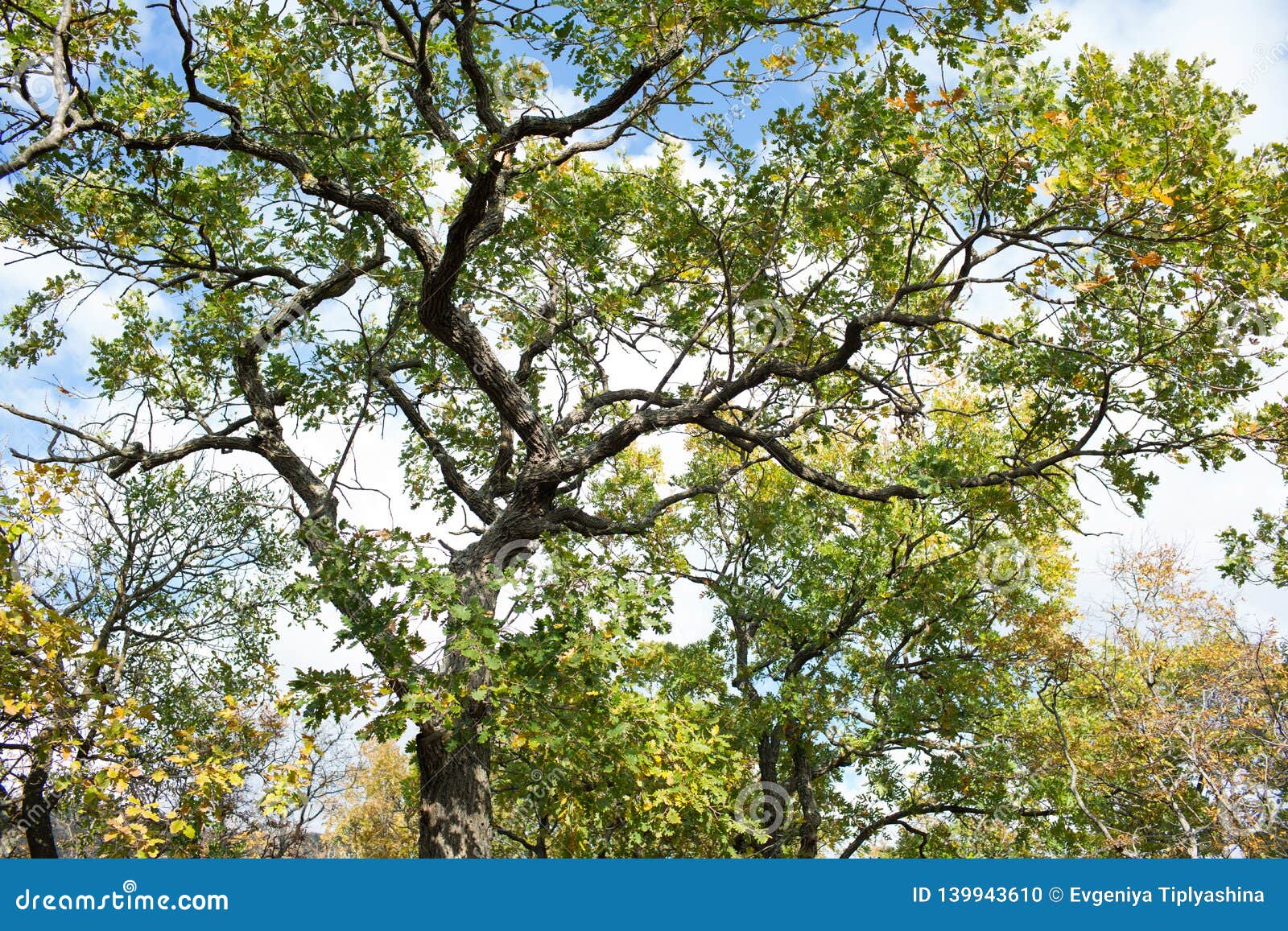 Small Utrish, Caucasus, Russia Stock Photo - Image of black, juniper ...
