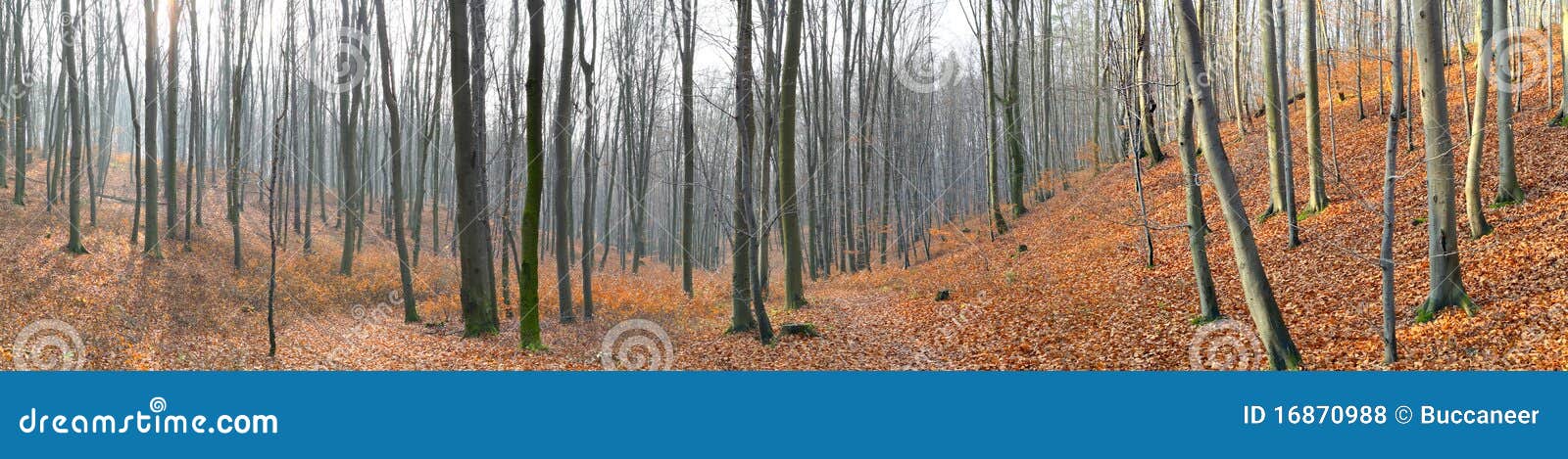 Small Valley in Autumn Beech Forest Stock Photo - Image of mountains ...