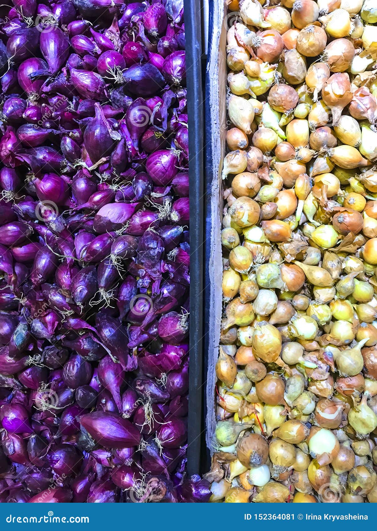 Small Vegetable Bulbs for Spring Planting in Garden. Stock Image ...