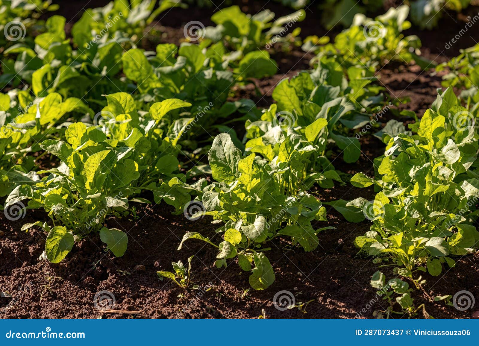Small Vegetable Plant in a Vegetable Garden Stock Image - Image of ...