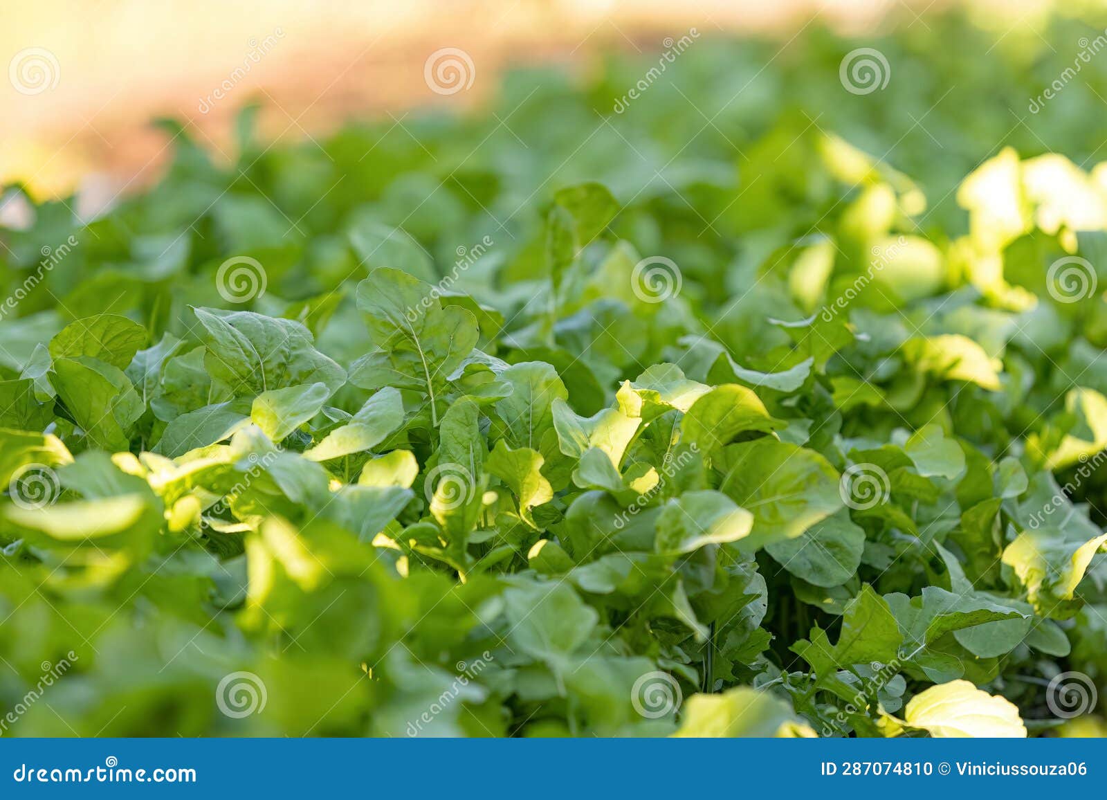 Small Vegetable Plant in a Vegetable Garden Stock Photo - Image of ...