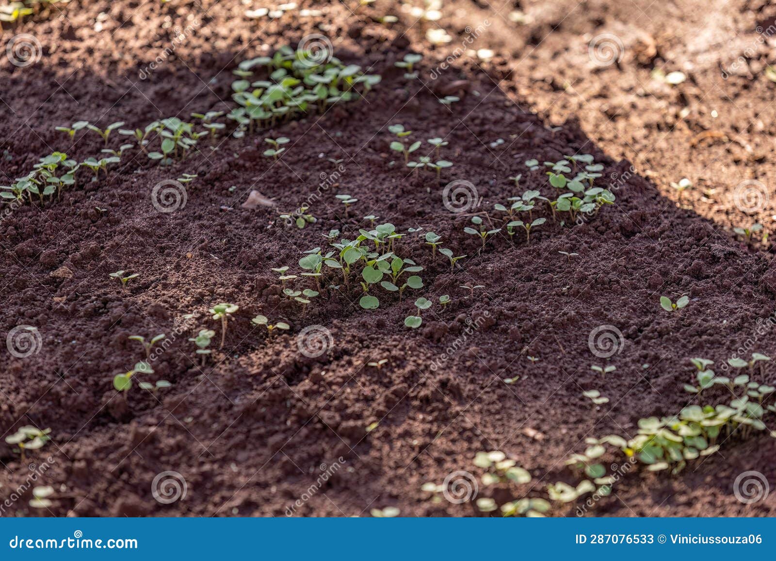 Small Vegetable Plant in a Vegetable Garden Stock Image - Image of grow ...