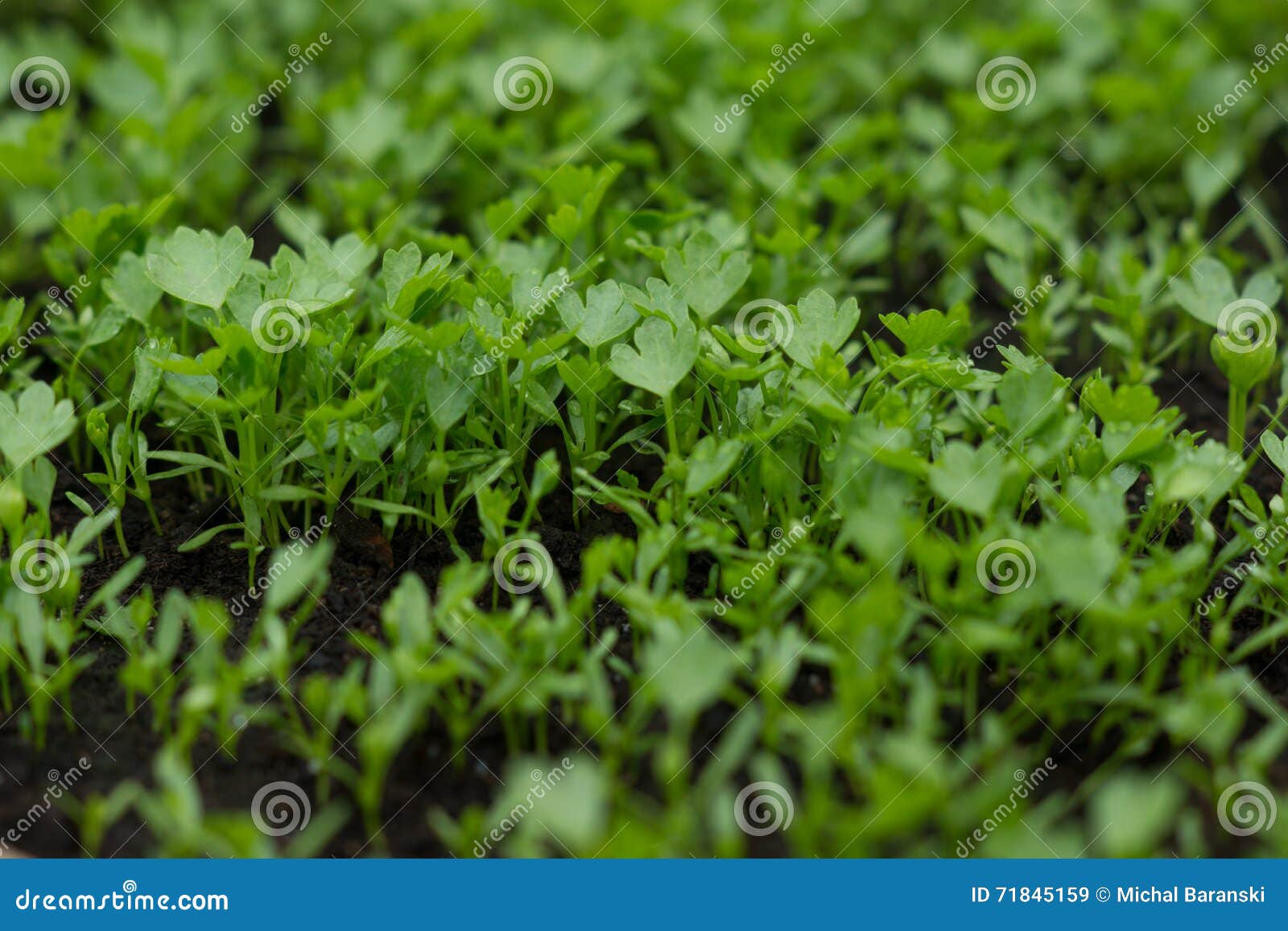 Small vegetables stock image. Image of small, plant, healthy - 71845159