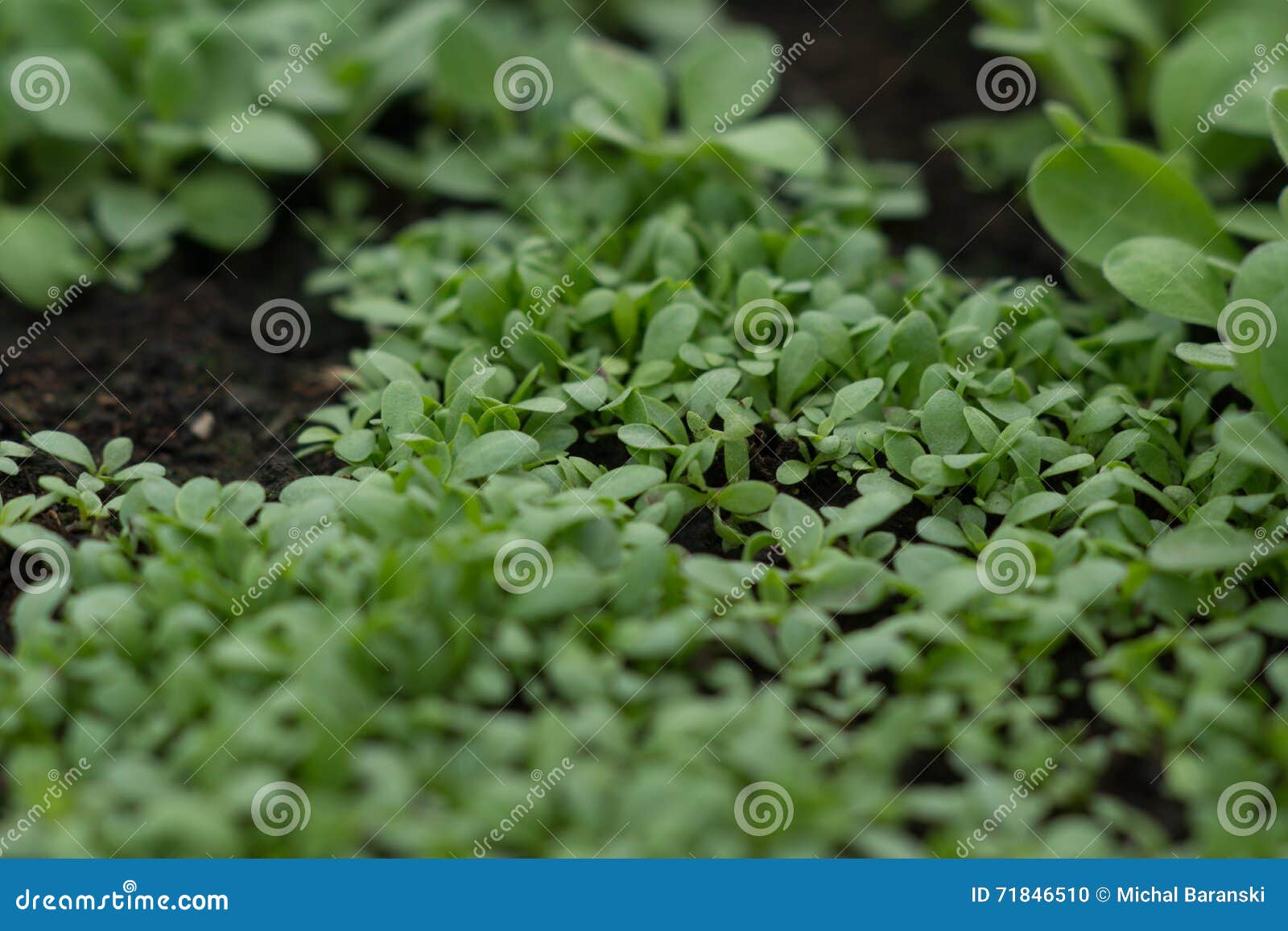 Small vegetables stock photo. Image of vegetable, healthy - 71846510
