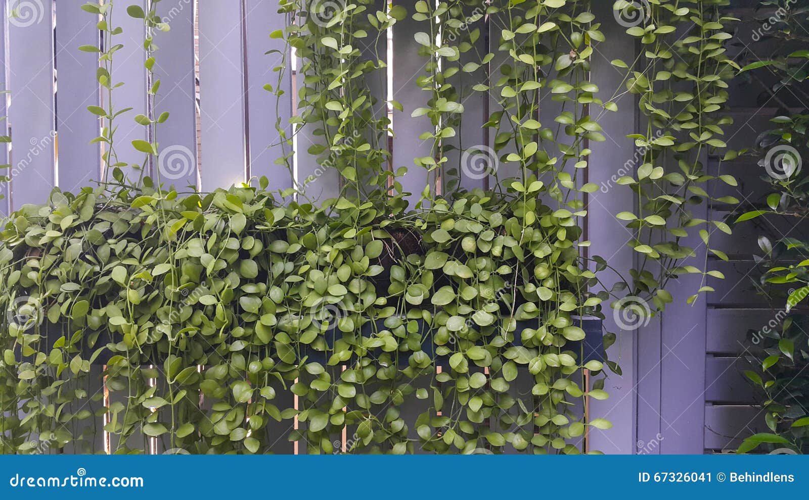 Small Vertical Garden with Wooden Wall Background. Stock Image - Image ...