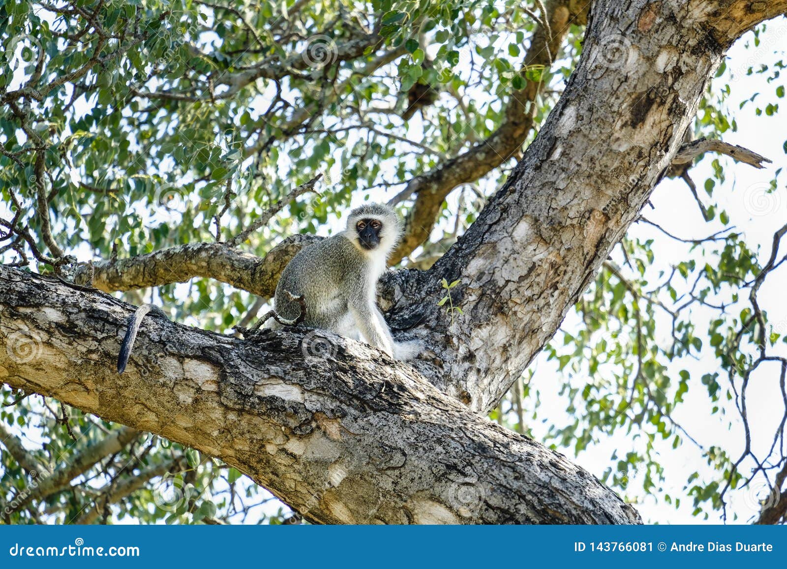 Small Vervet Monkey on Top of a Tree Stock Image - Image of ...