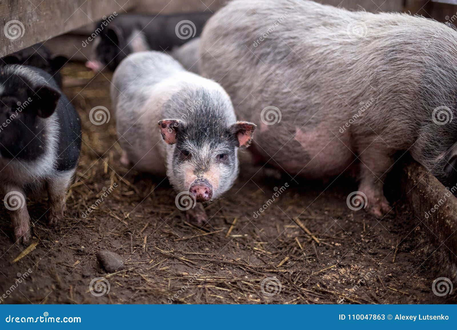 Small Vietnamese Pigs on the Farm Stock Image - Image of domestic ...