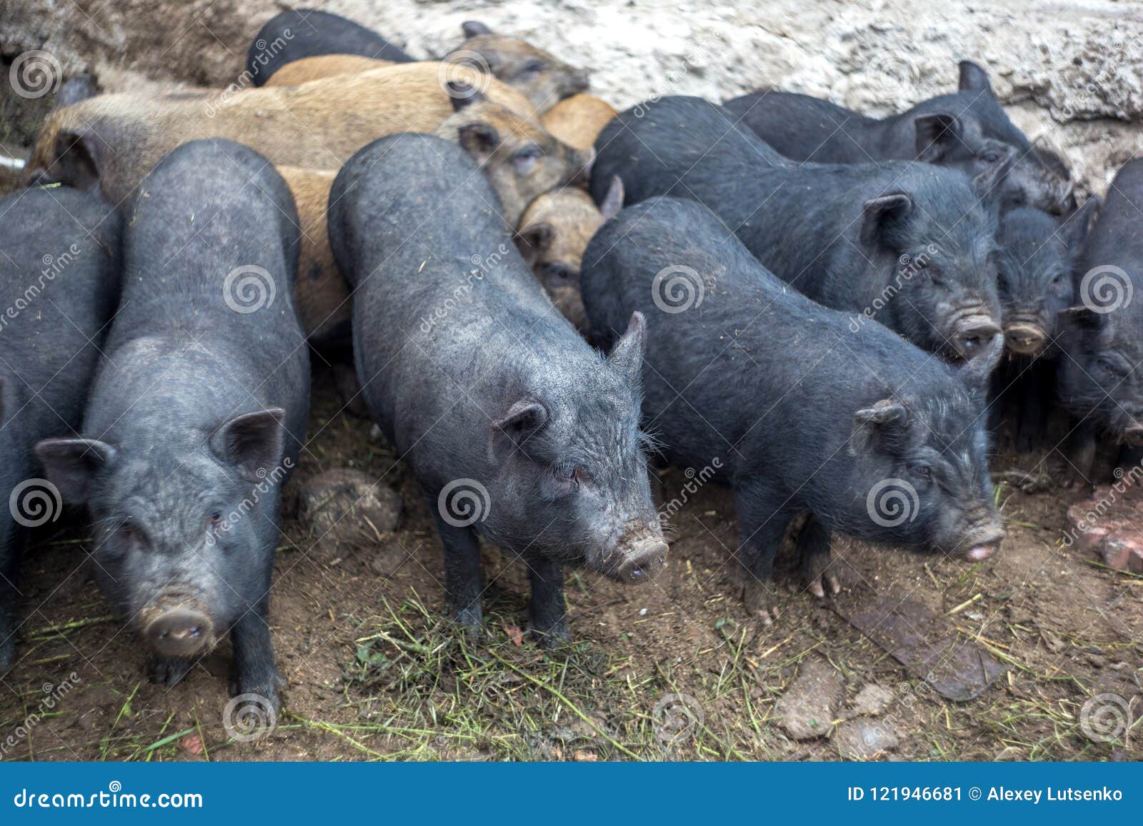 Small Vietnamese Pigs on the Farm Stock Image - Image of porker, belly ...