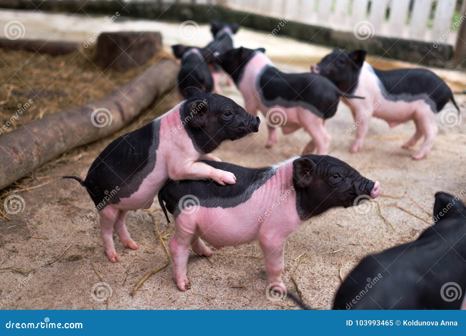 Small Vietnamese Spotted Pigs Stock Image - Image of mammal, full ...