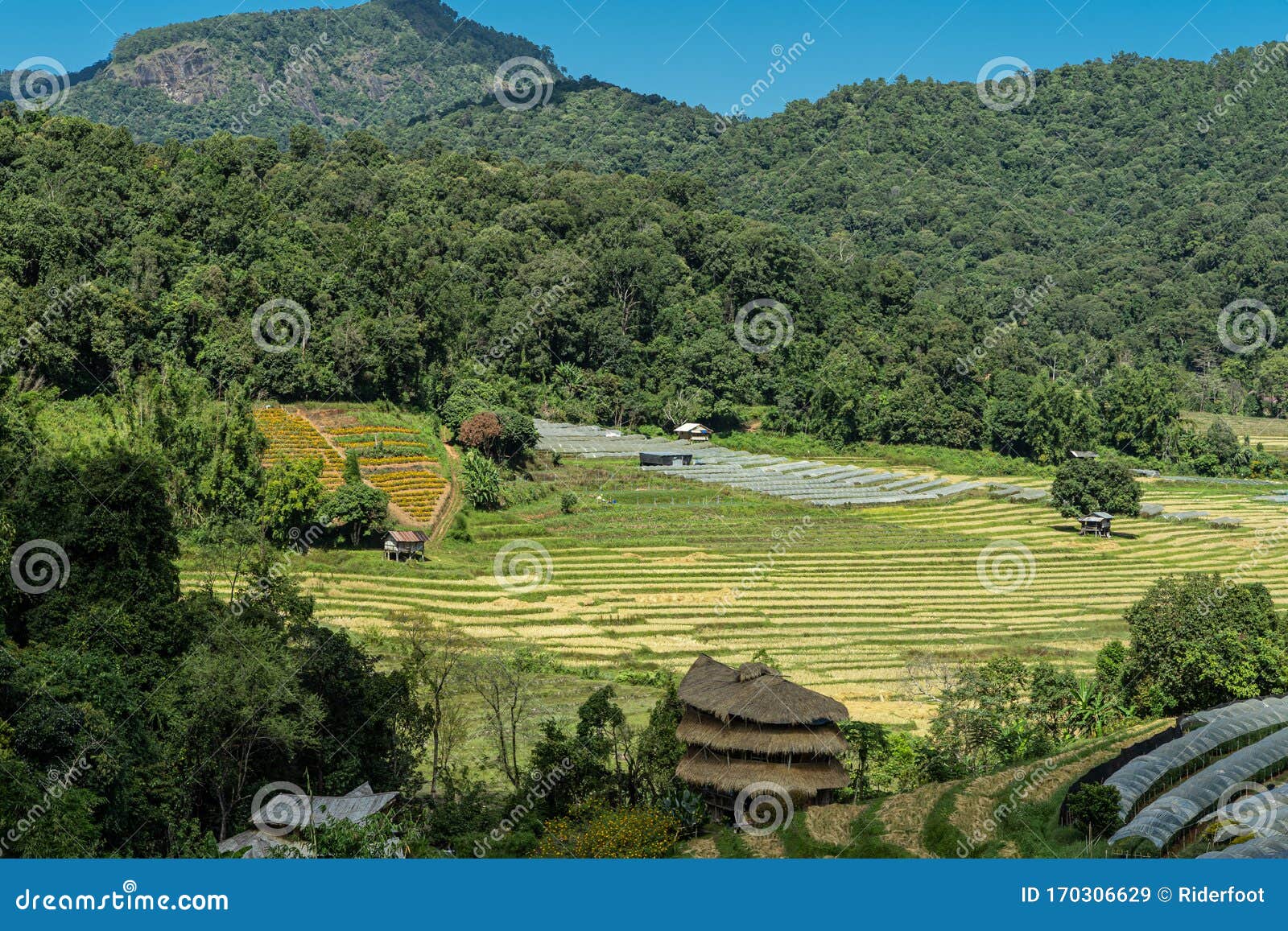 Small Village in the Middle of the Jungle with Terraced Fields Stock ...