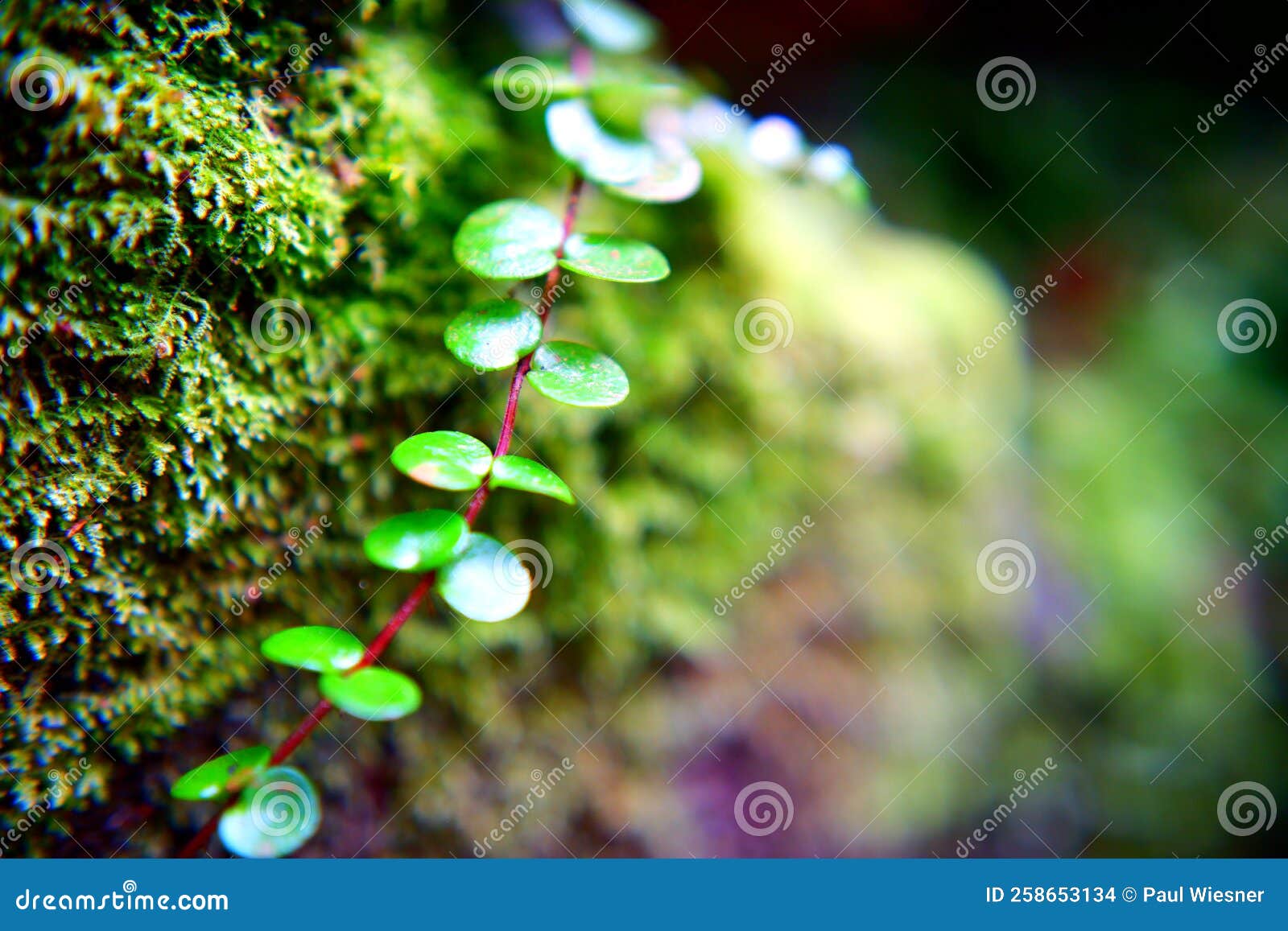 Small Vine Growing on a Moss Covered Log Stock Photo - Image of covered ...